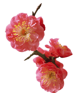 Japanese Pink color hex code is #EC9AA3