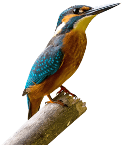 Kingfisher Turquoise color hex code is #7AB6B6