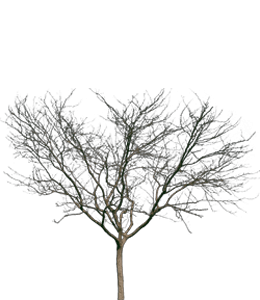 Leafless Tree color hex code is #837067