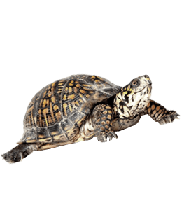 Sea Turtle color hex code is #5E574A