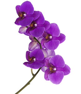 Dark Magenta Color Code