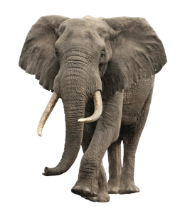 Dark Ivory color hex code is #F2E58F