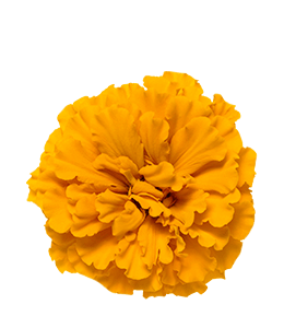 Marigold color hex code is #EAA221