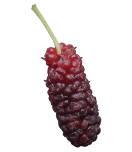 Mulberry color hex code is #C54B8C