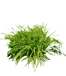 Grass color hex code is #348C31