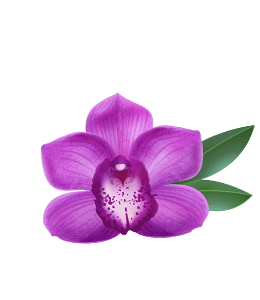 Medium Orchid color hex code is #BA55D3
