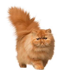 Persian Orange (RAL Design) color hex code is #D45814