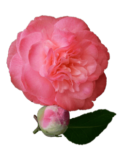 Camelia color hex code is #FC7593