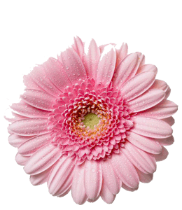 Daisy Pink color hex code is #E4C3C7