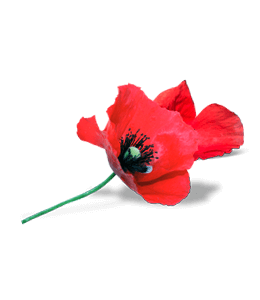 Valiant Poppy color hex code is #BD332D