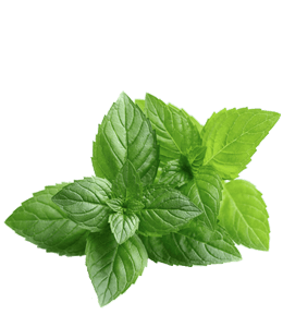 Basil Green color hex code is #54622E