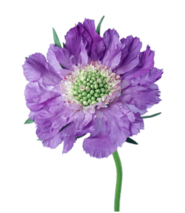 Pure Violet color hex code is #9500FF