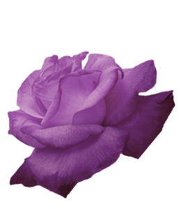 Lavender Rose color hex code is #9D729C