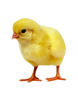 Bright Yellow color hex code is #FFEB2A