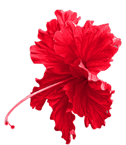 Hibiscus color hex code is #DD3846