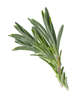 Rosemary color hex code is #626A59