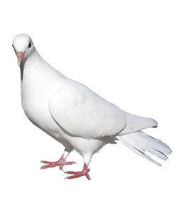 Dove White color hex code is #FFFCFA