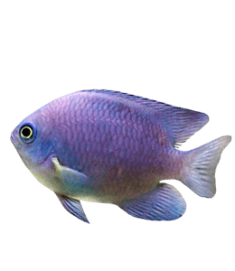 Deep Azure Blue color hex code is #004DAB