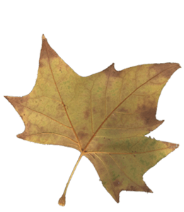 Autumn Grey color hex code is #767573