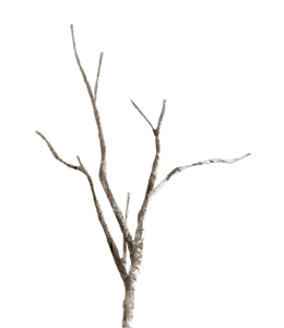 Twig color hex code is #695A4D