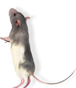 Mouse Grey color hex code is #6B6E6B