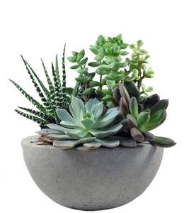 Succulent Green color hex code is #5E9B86