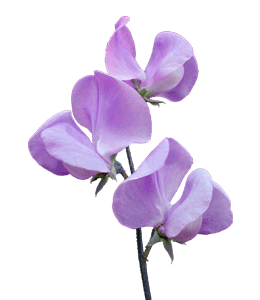 Natural Violet color hex code is #9847CF