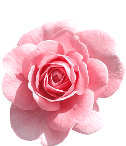 Tickled Pink color hex code is #F7B9C2
