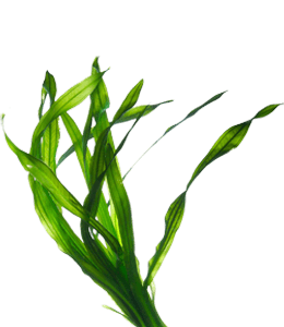 Kelp color hex code is #5C4F25