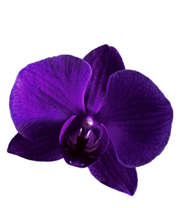 Spanish Violet color hex code is #4C2882