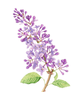 Dusty Violet color hex code is #AE9BBB