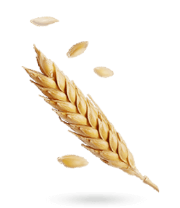 Malt color hex code is #D4B890