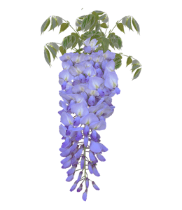 Wisteria Light Soft Blue color hex code is #A6A8C5