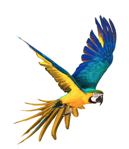 Vivid Yellow color hex code is #FFE302