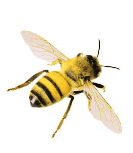 Bumblebee color hex code is #F7CE4C