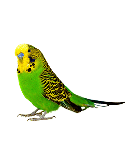 Mindaro color hex code is #E3F988