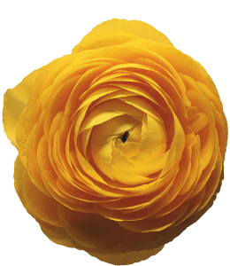 Buttercup color hex code is #E2B330